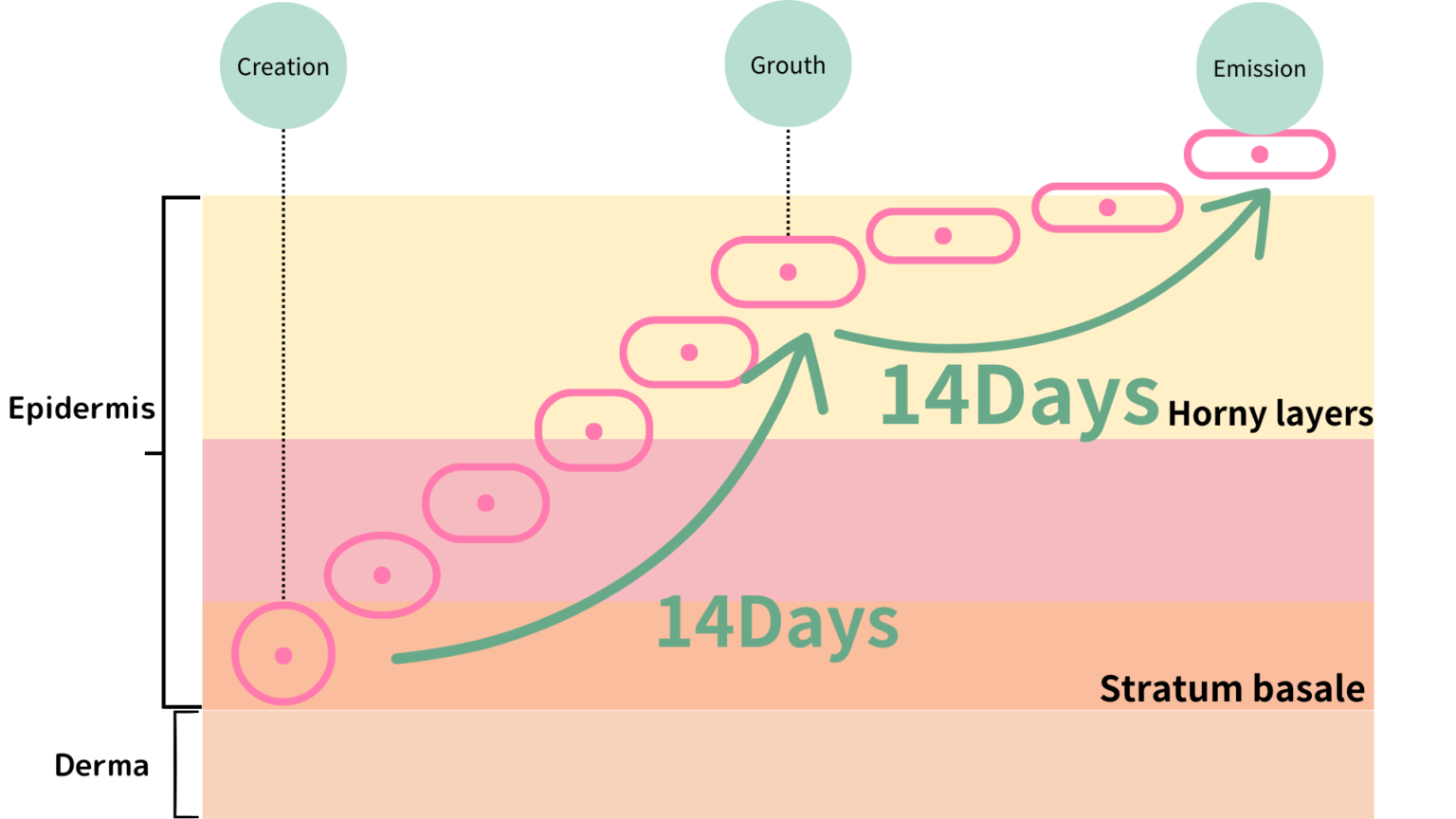 Why My skin always rough and Itchy?Causes&Solutions - Earthcare Asia Blog